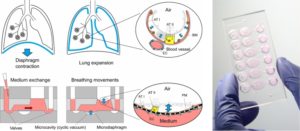 AlveoliX Lung-on-a Chip published in Nature Scientific Reports - AlveoliX